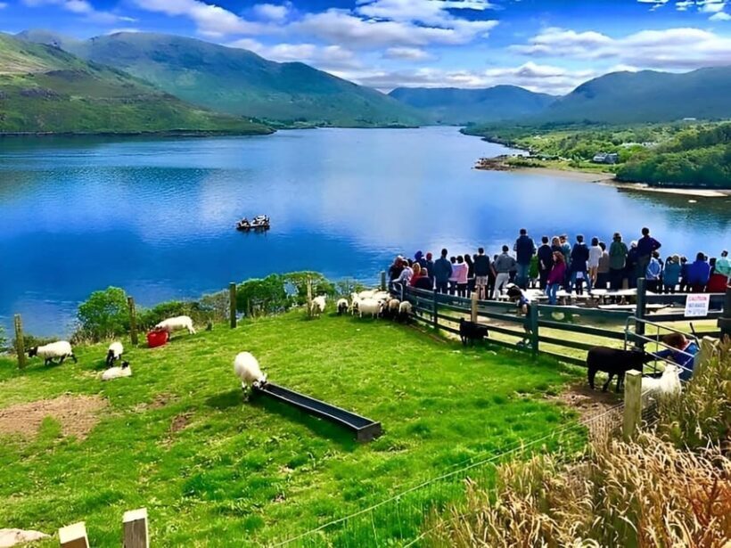 Sheepdog herding demo on working sheep farm. Galway. Guided. - Authenticity and Family-Friendly Appeal