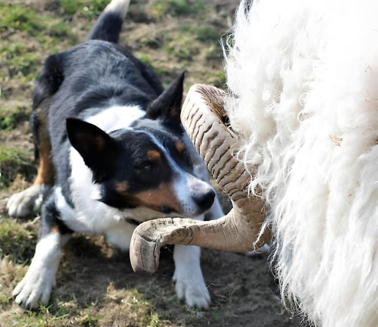 Sheepdog herding demo on working sheep farm. Galway. Guided. - FAQ