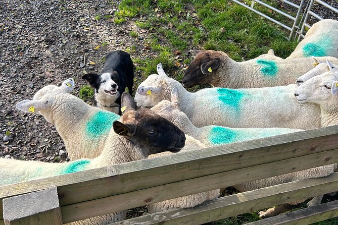 Sheepdogs in the Countryside, Authentic Dubliners City Tour Combo - An Insight Into Irish Whiskey at Powerscourt Distillery