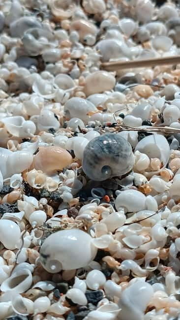 Shell beach Turtle head and Kok-Moinok canyons - Practical Details and Value