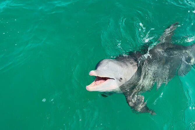 Shell Island Dolphin Sightseeing Boat Tour in Panama City Beach - What to Expect on the Itinerary