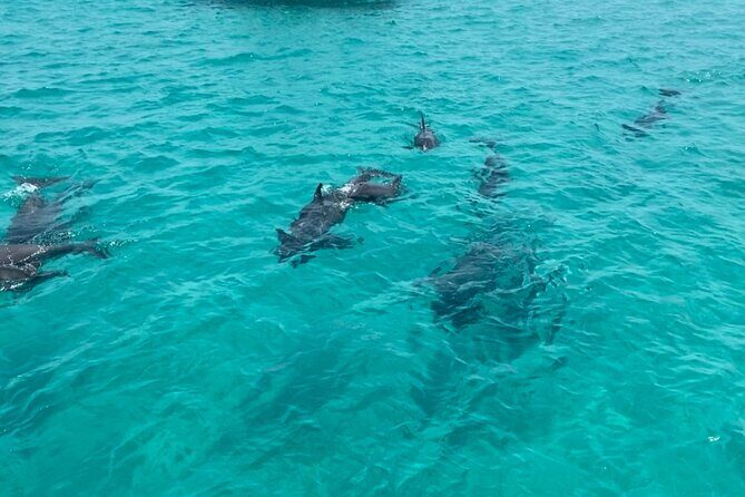 Shell Island Dolphin Sightseeing Boat Tour in Panama City Beach - The Experience from the Passengers’ Perspective