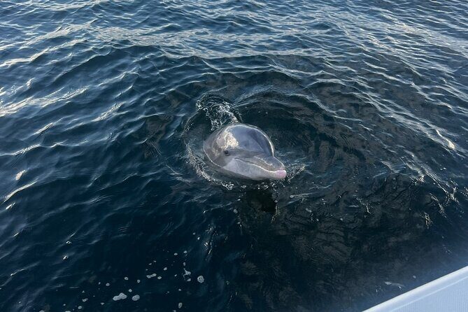 Shell Island Dolphin Sightseeing Boat Tour in Panama City Beach - Practical Details and Tips for Travelers