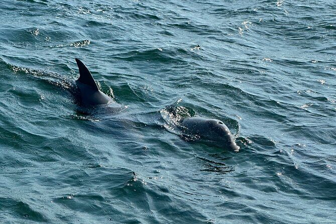 Shell Island Dolphin Sightseeing Boat Tour in Panama City Beach - The Bottom Line: Who Is This Tour Best For?