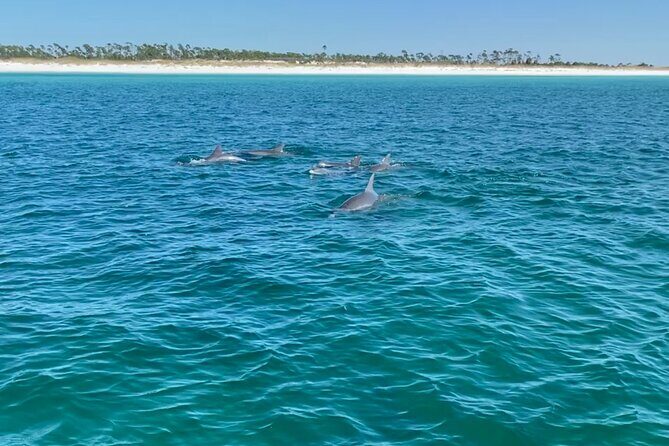 Shell Island Dolphin Sightseeing Boat Tour in Panama City Beach - FAQ
