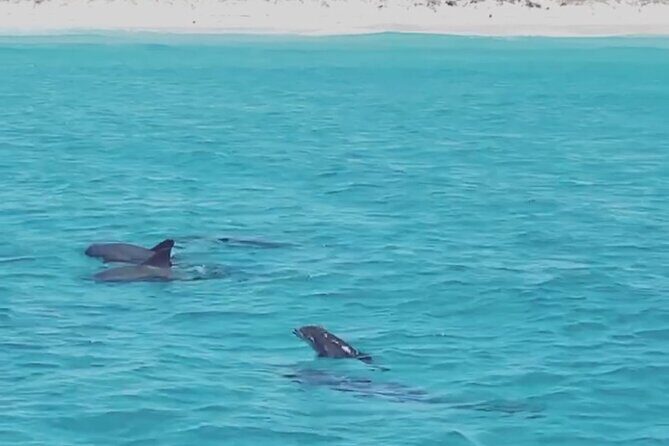 Shell Island Dolphin Sightseeing Boat Tour in Panama City Beach - Final Thoughts