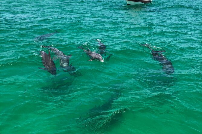 Shell Island Snorkel and Dolphin Catamaran Cruise with Island Time - Frequently Asked Questions