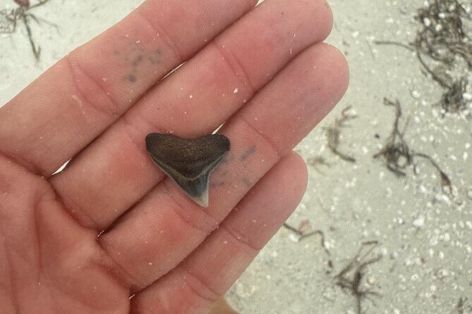 Shell Key Shelling Tour Discover Unique Treasures - St. Pete, FL - Authentic Experiences and Feedback