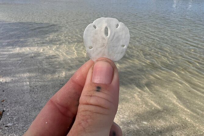 Shell Key Shelling Tour Discover Unique Treasures - St. Pete, FL - Final Thoughts