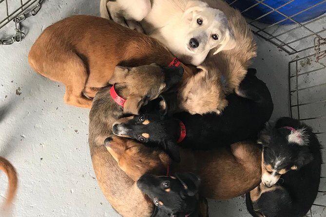 Shelter Visit & Tour - The Real Value of This Experience