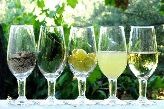 Sherry Experience in the Vineyard - Who Will Love This Tour?