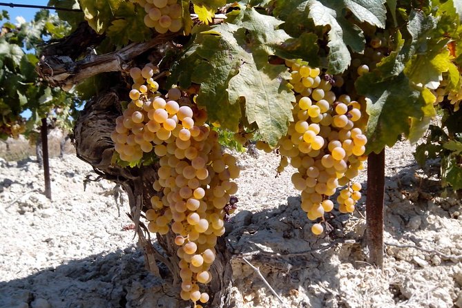 Sherry Experience in the Vineyard - The Sum Up: The Perfect Sip of Cádiz’s Wine Heritage