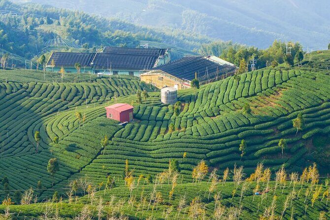 Shiding Tea Township: Half-Day chartered Tour from Taipei - Who Should Consider This Tour?