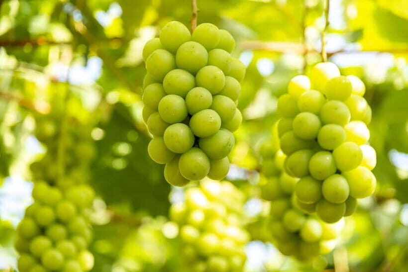 Shine Muscat Buffet, Fuji Ice Cave & Oshino Hakkai Day Tour - An In-Depth Look at the Itinerary