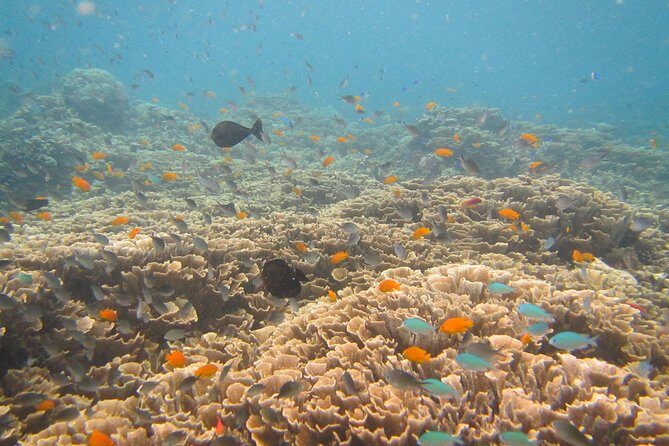 Shipwreck Snorkelling in Tulamben - Exploring Shipwreck Snorkelling in Tulamben: A Full-Day Adventure