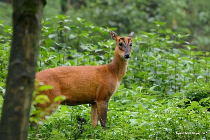 Shivapuri National Park Hike  Scenic Day Trek - Key Points