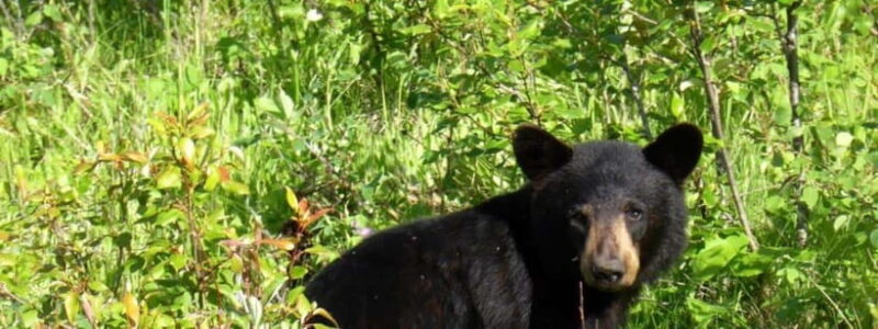 Shivapuri National Park Hike  Scenic Day Trek - Final Thoughts: Who Will Appreciate This Experience?