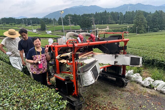 Shizuoka Tea Picking Private Experience - Meeting and Pickup Details