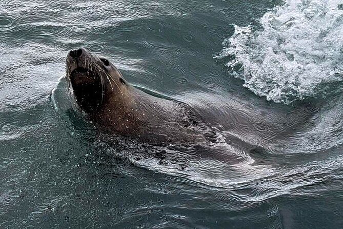 Shoalwater Islands Marine Park Cruise with Lunch - Key Points