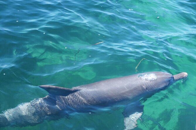 Shoalwater Islands Marine Park Cruise with Lunch - Who Will Love This Tour?