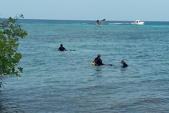 Shore Dive Aruba for Certified Divers - Final Thoughts: Who Will Love This Experience?