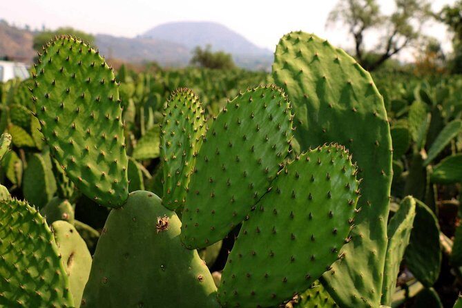 Shore Excursion Authentic Rural Mexican Experience - Who Would Love This Tour?