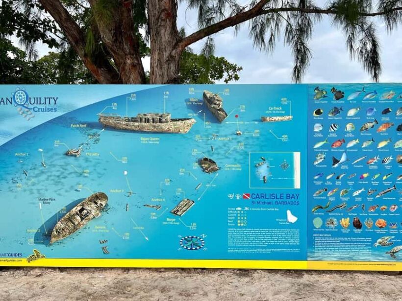 Shore Excursion Barbados Beach Day & Turtle Swim Experience - Key Points