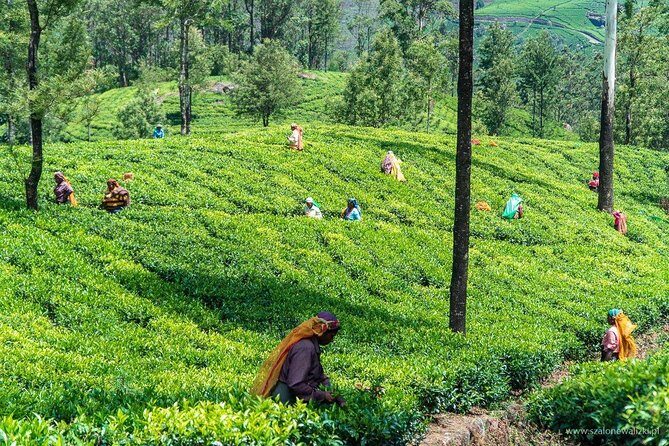 Shore Excursion Colombo Port to Kandy & Tea Factory - An In-Depth Look at the Tour Itinerary