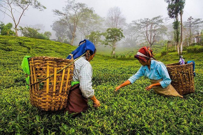 Shore Excursion Colombo Port to Kandy & Tea Factory - Who Will Love This Tour?