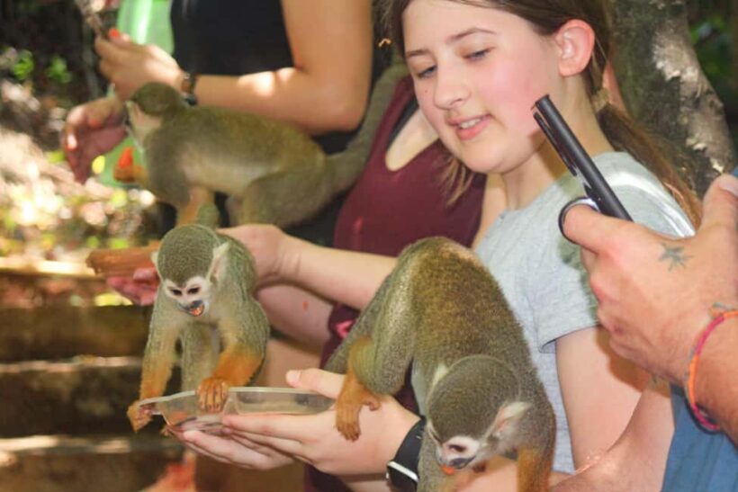 Shore Excursion Damajagua Waterfalls and Monkey Encounters - Who Should Consider This Tour?