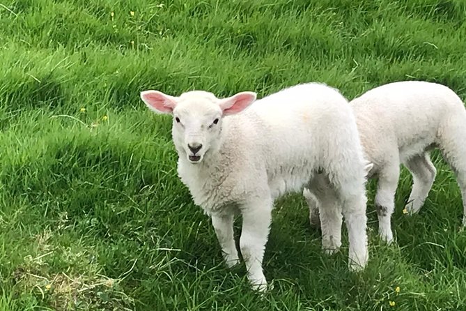 Shore Excursion Giants Causeway Private Tour - Who Will Love This Tour?