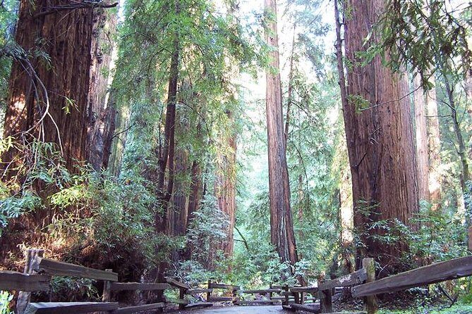 Shore Excursion: Guided Tour to Muir Woods with Roundtrip Journey - Key Points