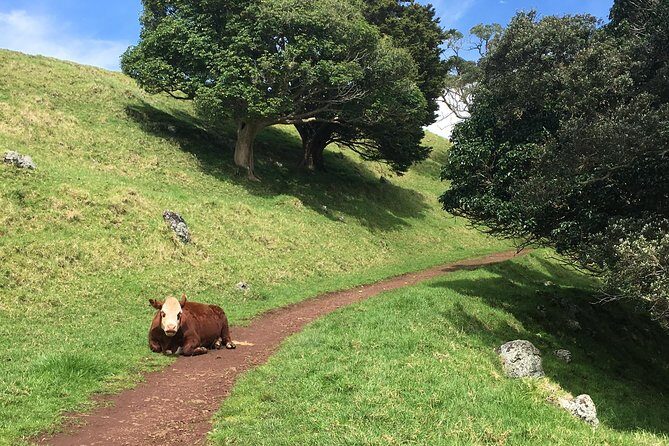 Shore Excursion: Half-Day Auckland Volcanoes Tour - FAQ