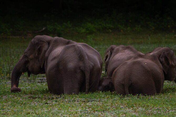 Shore Excursion Hambantota Port to Udawalawa national park safari - Key Points