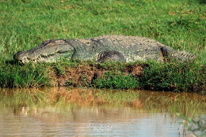 Shore Excursion Hambantota Port to Udawalawa national park safari - Who Should Consider This Tour?