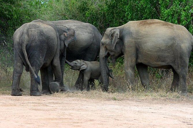 Shore Excursion Hambantota Port to Yala Safari and Come back(All Inclusive) - Key Points