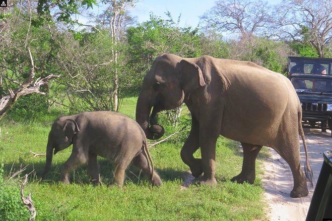 Shore Excursion Hambantota Port to Yala Safari and Come back(All Inclusive) - What to Expect from the Tour