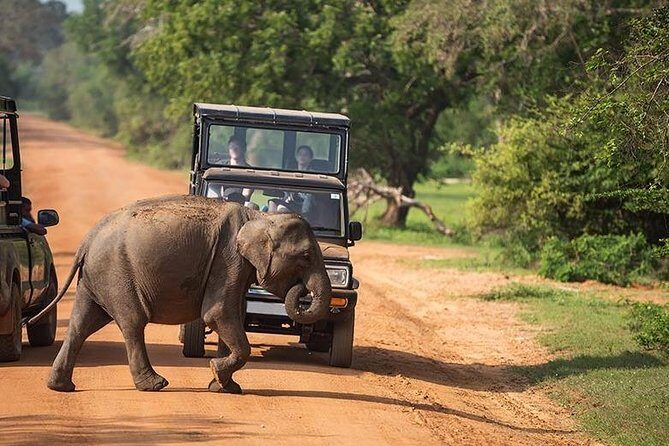 Shore Excursion Hambantota Port to Yala Safari and Come back(All Inclusive) - The Breakdown of the Itinerary