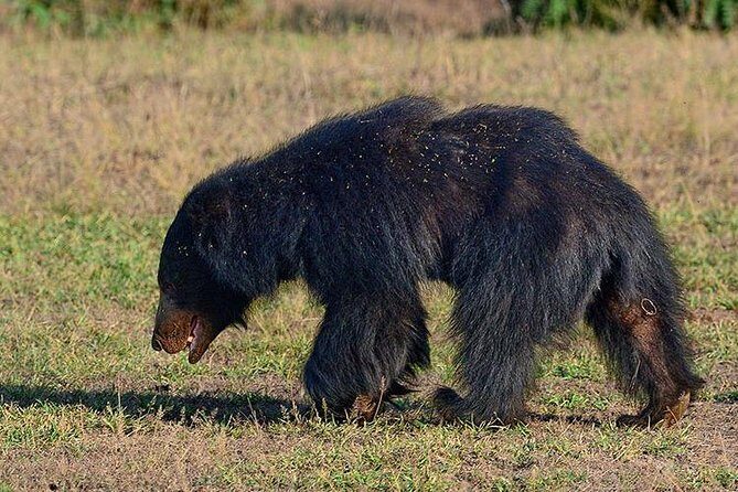 Shore Excursion Hambantota Port to Yala Safari and Come back(All Inclusive) - The Sum Up: Is It Worth It?