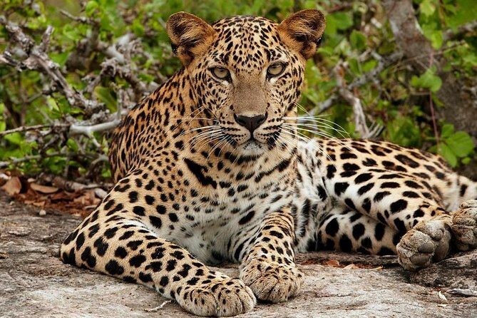 Shore Excursion Hambantota Port to Yala Safari and Come back(All Inclusive) - FAQs