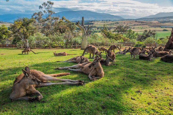 Shore Excursion: Hobart's Best In Half A Day - Key Points