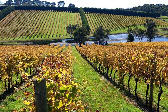 Shore Excursion Melbourne, Sights, Kangaroos, Koalas Lunch & Wine - Key Points
