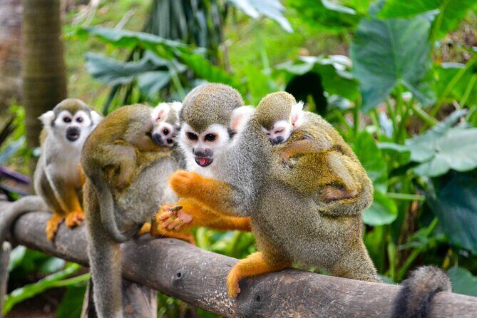 Shore Excursion | Monkey encounter & Damajagua Waterfalls - Stop 1: Damajagua Waterfalls