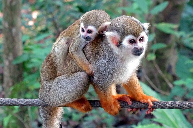 Shore Excursion | Monkey encounter & Damajagua Waterfalls - Authentic, Practical, and Fun