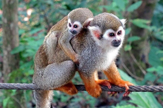 Shore Excursion | Monkey encounter & Damajagua Waterfalls - Summary