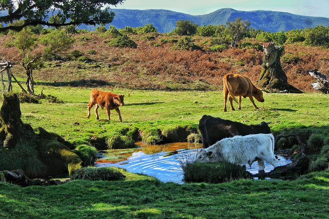 Shore Excursion - Northwest Terraces and Volcanic Pools 4x4 tour - FAQ