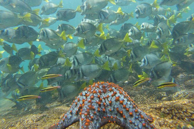 Shore Excursion Premium Family Snorkeling Experience - Authentic Experiences and Customer Feedback