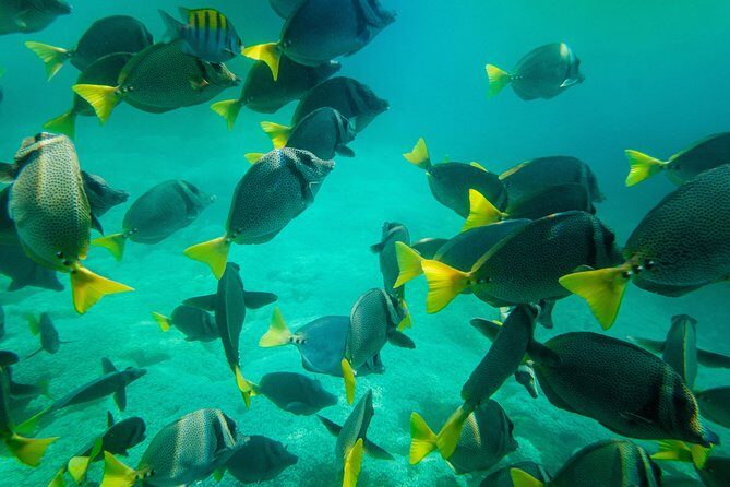Shore Excursion Premium Family Snorkeling Experience - Who Will Love This Experience?