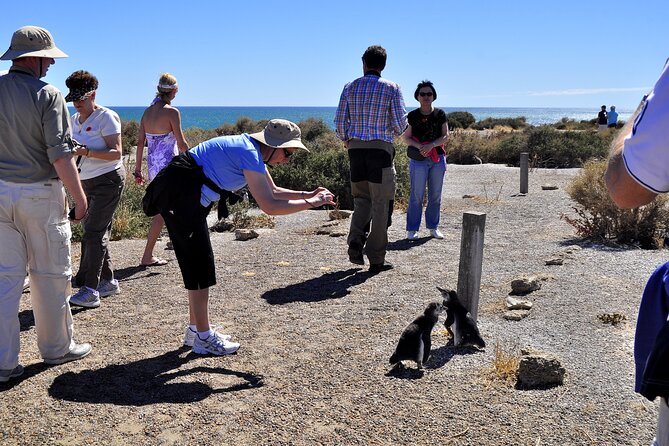 Shore Excursion Punta Tombo Cruise Passengers Puerto Madryn - Highlights of the Punta Tombo Experience