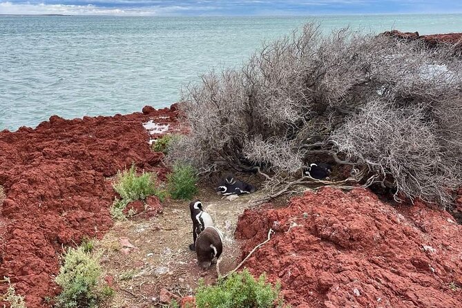 Shore Excursion Punta Tombo Cruise Passengers Puerto Madryn - Meeting Point and Pickup Details